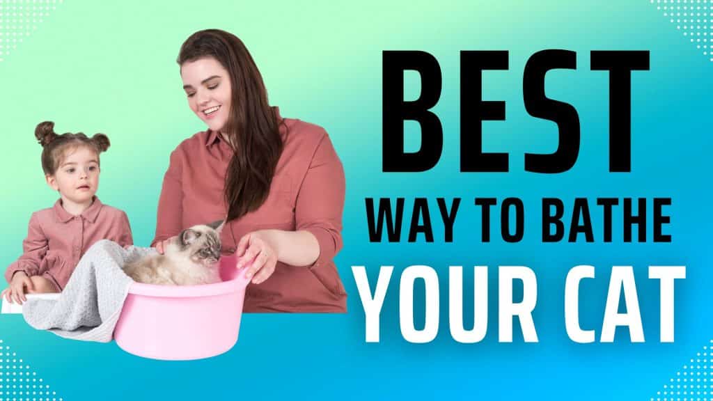 Best Way to Bathe a Cat: Learn How to Bathe Your Cat Smoothly