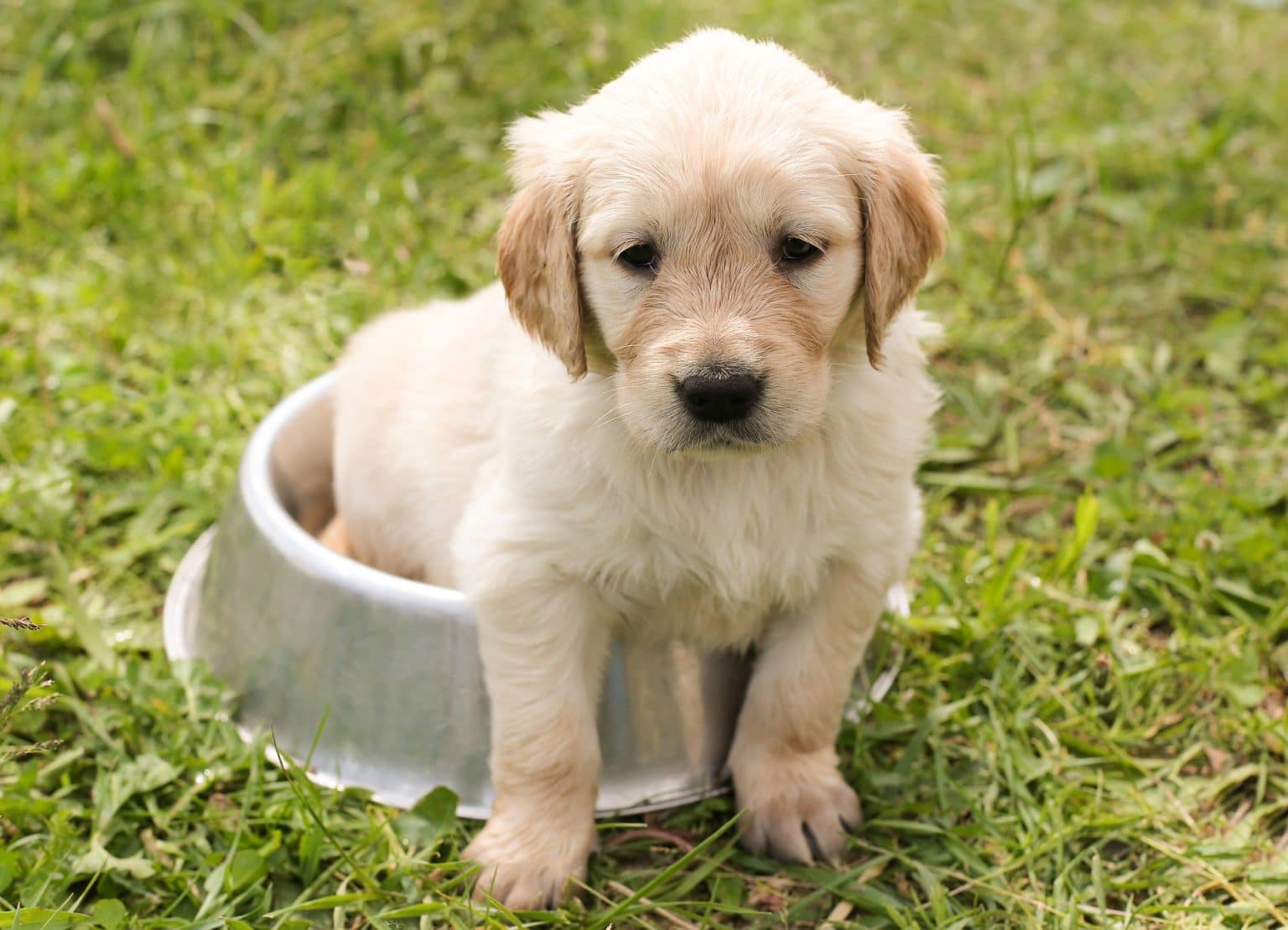 How To Take Care A Dog? - Keep Your Pet Healthy As Dog Owners