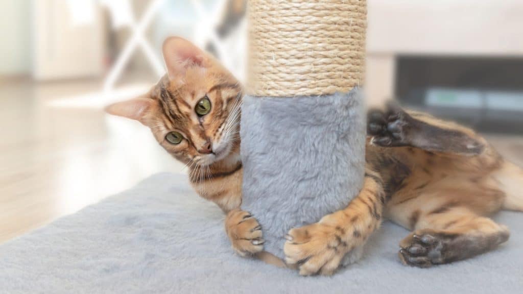 How To Discipline A Cat? - Correcting Your Cat's Bad Behavior - iHomePet