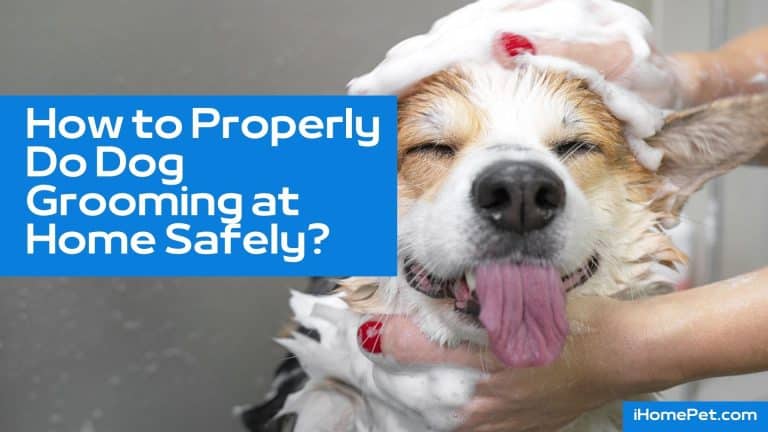 How to Do Dog Grooming at Home? - Keeping Your Canine Pet Clean