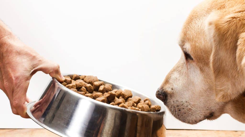 Ultimate Guide to Taking Care of a Dog: Tips for New Pet Parents
