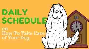 Health Benefits of Pets for a Happy and Healthy Life - iHome Pets