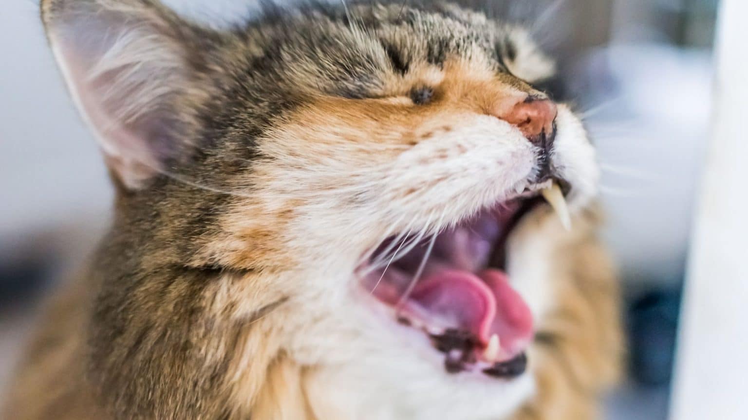 Signs Of Pain In Cats: Know The Causes And Best Treatment - iHomePet