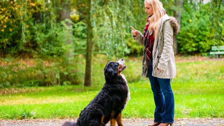 How to Train Your Dog? - Dog Training 101 For New Dog Owners