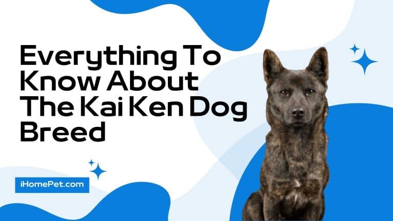 Kai Ken Dog: Everything To Know About The Tiger Dog Breed - iHomePet