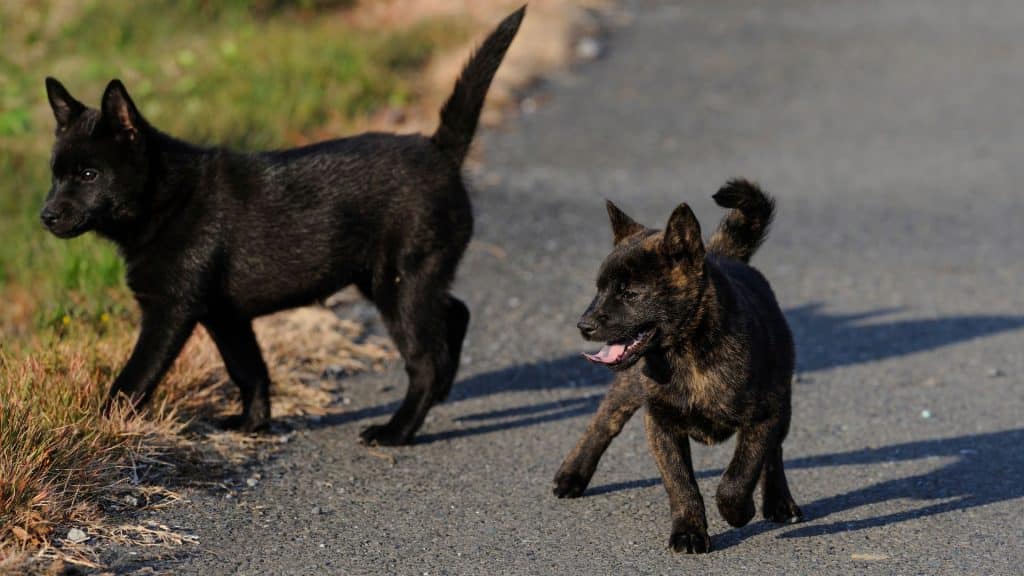 Kai Ken Dog: Everything To Know About The Tiger Dog Breed - iHomePet