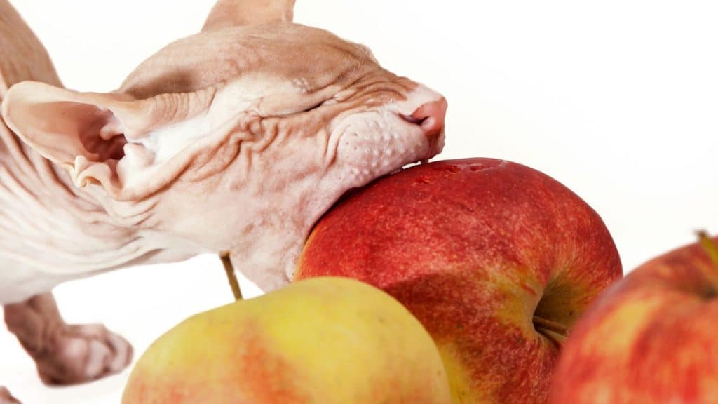 Can Cats Eat Apples? - The Truth About Cats And Apples - iHomePet