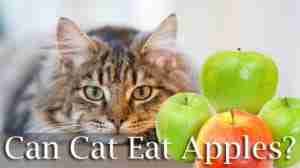 The Truth About Cats And Apples: Can Cats Eat Apples? - iHomePet