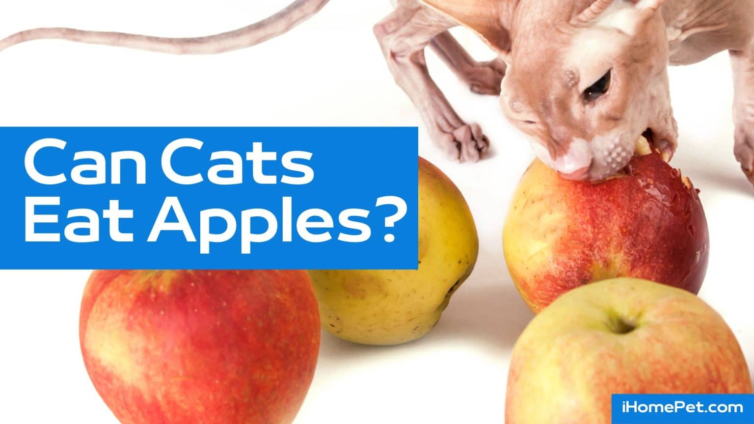 Can Cats Eat Apples? - The Truth About Cats And Apples - iHomePet