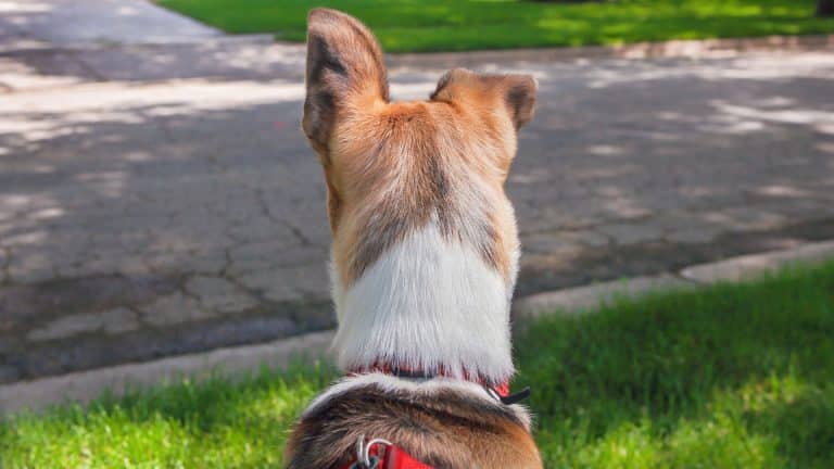 Dogs Ears Back: Canine Body Language And Ear Placement - iHomePet