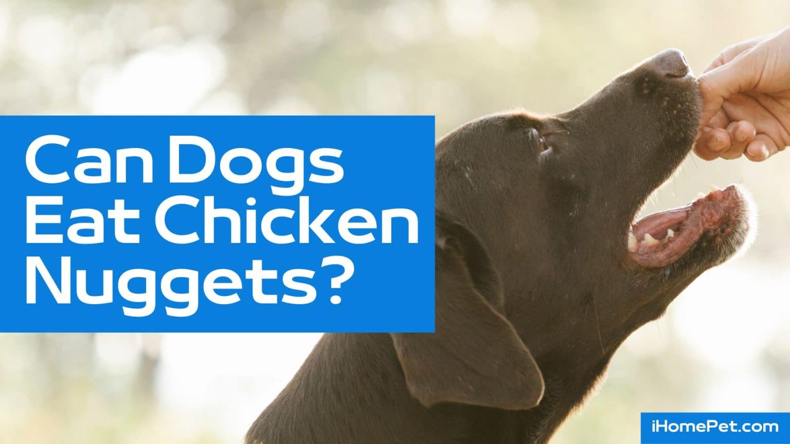 Can Dogs Eat Chicken Nuggets? | Do you want to know the truth?