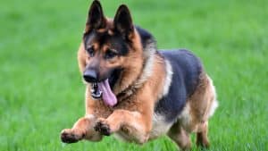How Fast Can a German Shepherd Run? - Top Speed For Short Distances ...