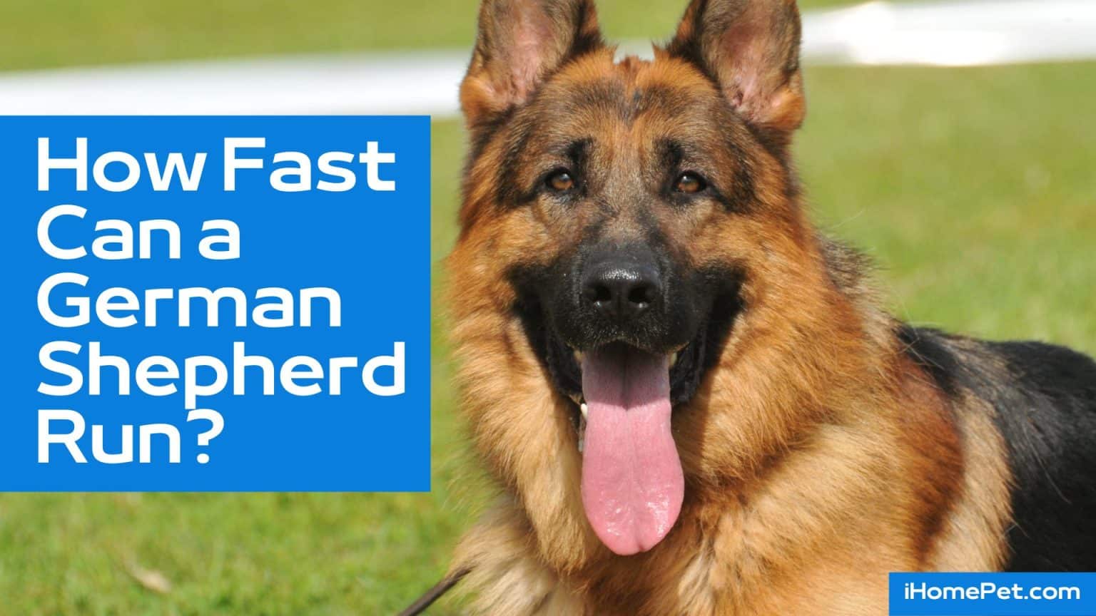 How Fast Can a German Shepherd Run? - Top Speed For Short Distances ...