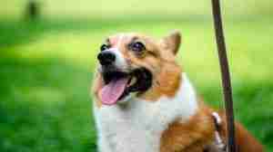 Cowboy Corgi (Facts & Everything You Need to Know) - iHomePet