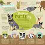 Mini Blue Heeler - Mini Australian Cattle Dog [Explained] - iHomePet