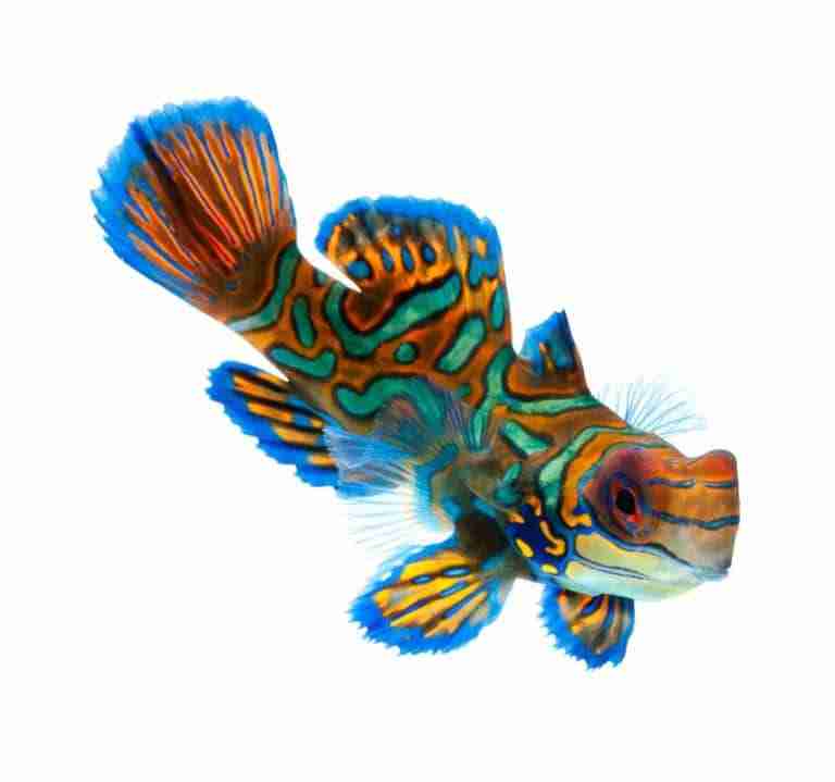 How to Take Care of a Mandarin Goby Fish From The Western Pacific Ocean