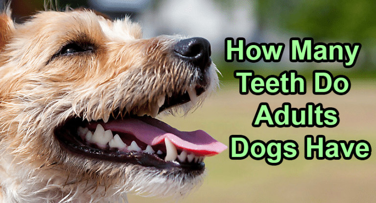 How Many Teeth Do Adult Dogs Have? Find out here - iHomePet