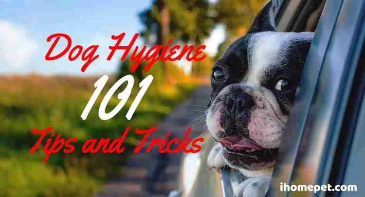 Dog Hygiene 101: Tips and Hacks That Really Work - iHomePet