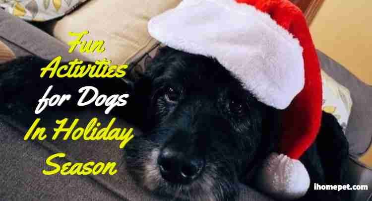 Fun Activities for Dogs During Holiday Season - iHomePet