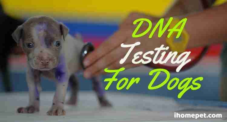 DNA Testing For Dogs (Read This Before Buying a Kit) - iHomePet