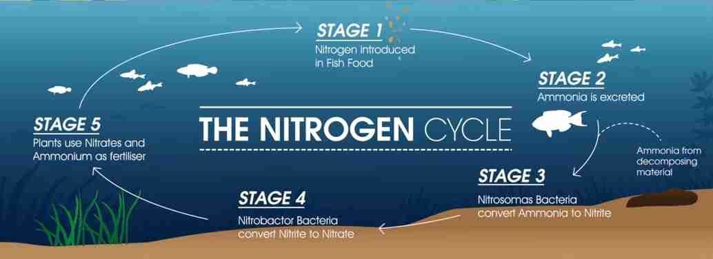 Setting Up a Tropical Fish Tank for the First Time - iHomePet