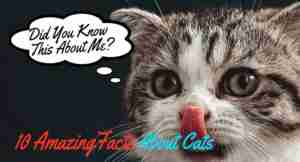 10 Facts About Cats That Every Domestic Cat Lover Should Know - iHomePet