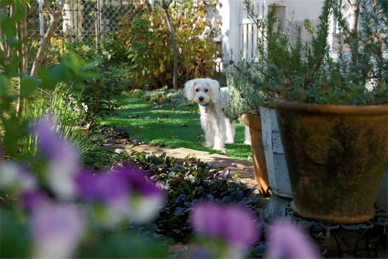 Are Invisible Fences Cruel Uncovering The Truth In 2023 IHomePet are-invisible-fences-cruel-uncovering-the-truth-in-2023-ihomepet