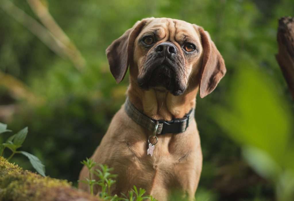 Puggle Dog Breed (Everything Know About The Mixed Breed) - iHomePet