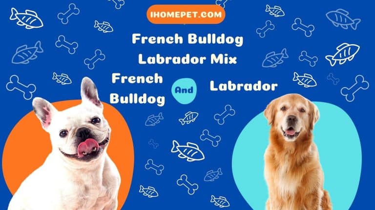 iHomePet - The Best Info About Pet Supplies, Products, Training & Food